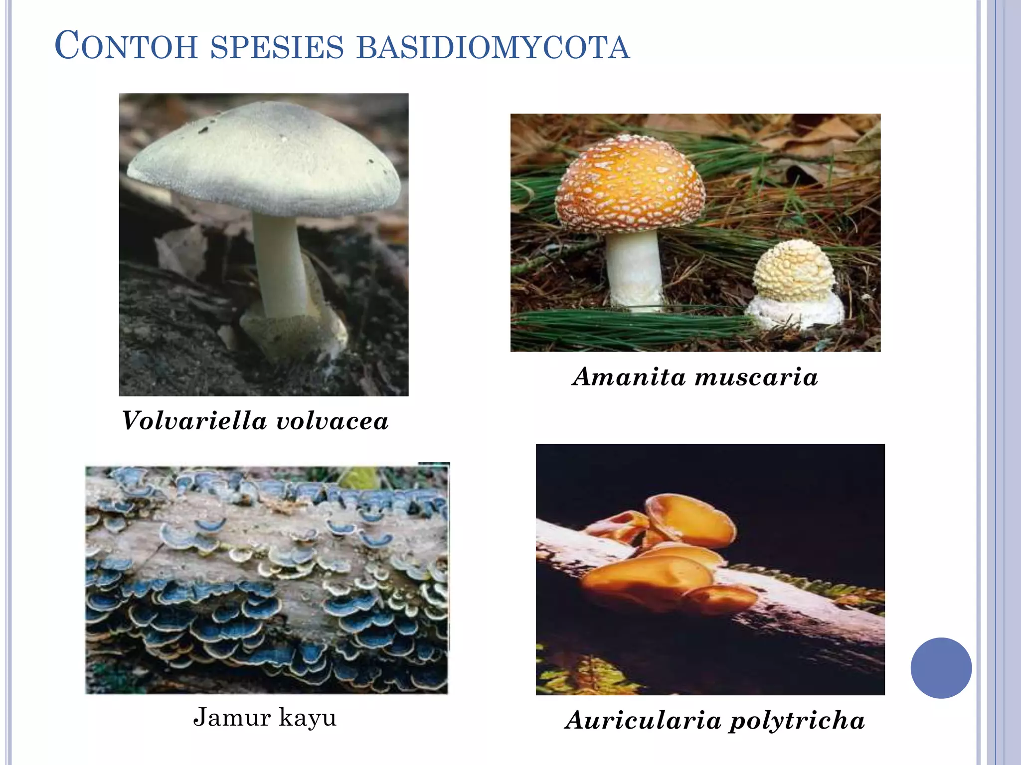 Jamur (Fungi) | PPTX