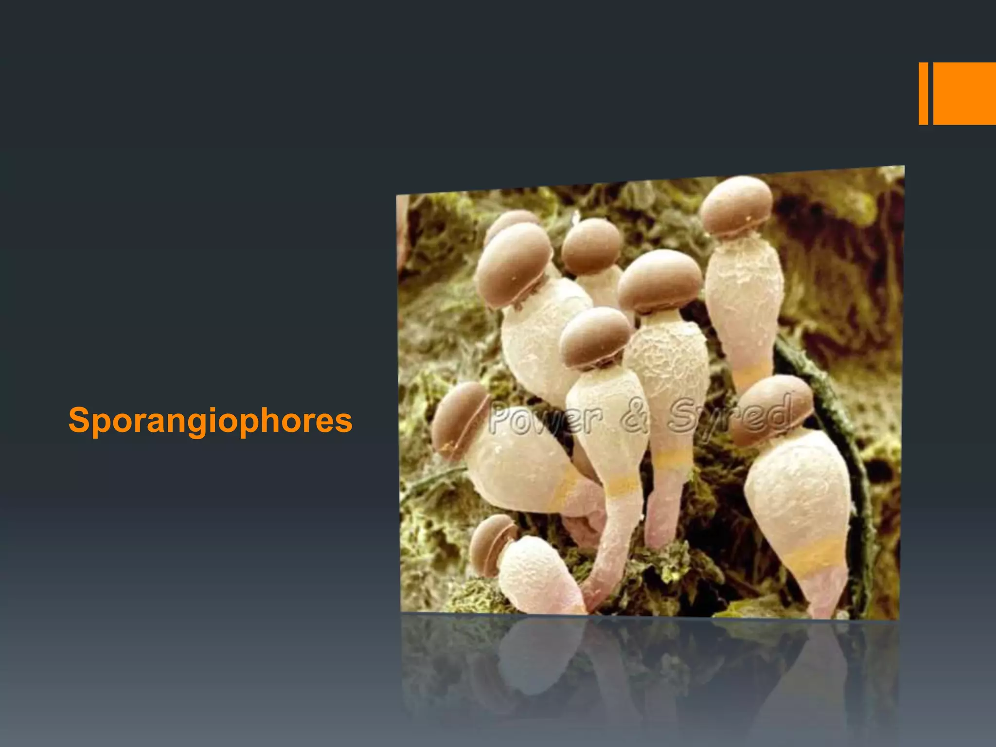 Fungi | PPT