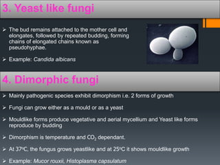 Fungi | PPT