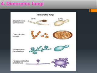 Fungi | PPT
