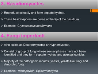 Fungi | PPT