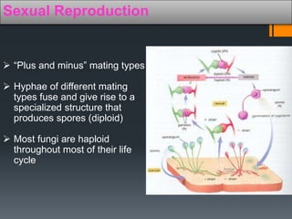 Fungi | PPT