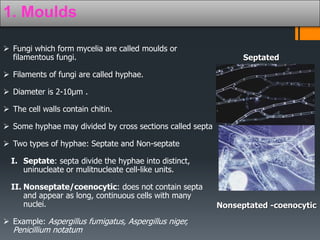 Fungi | PPT