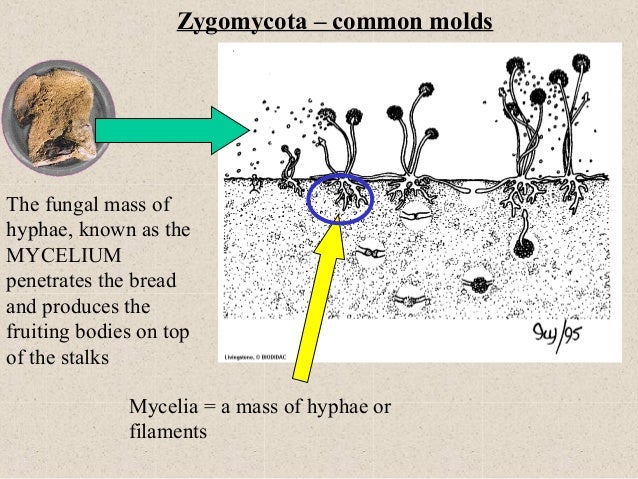 Zygomycota Examples