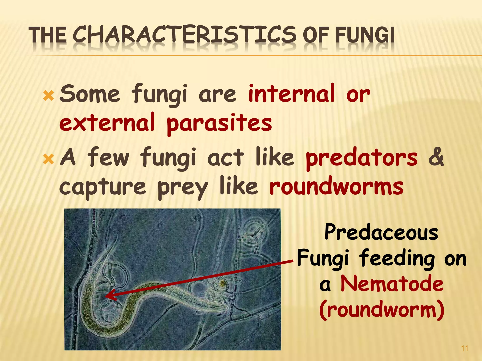 Fungi | PPTX