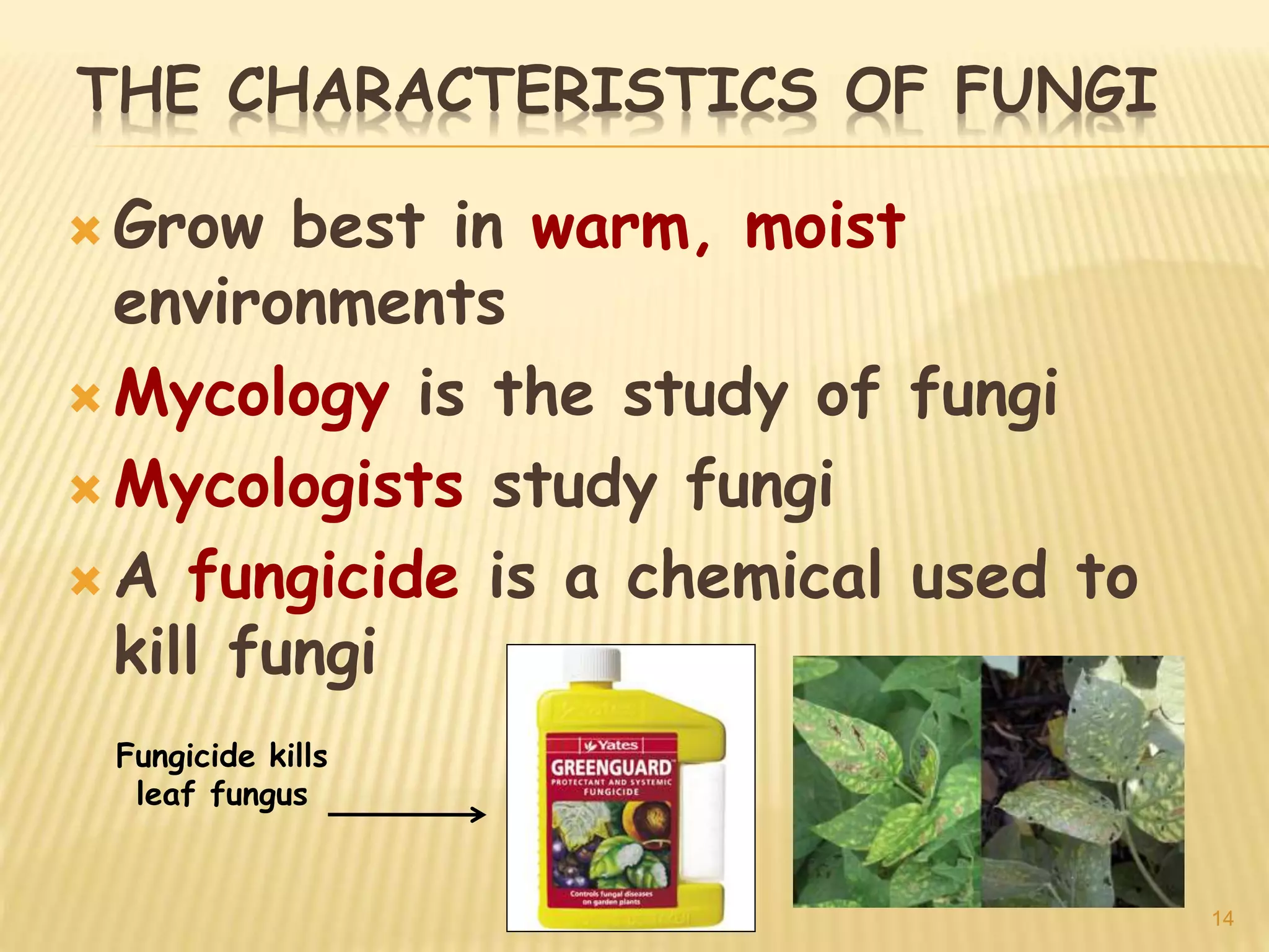 Fungi | PPTX