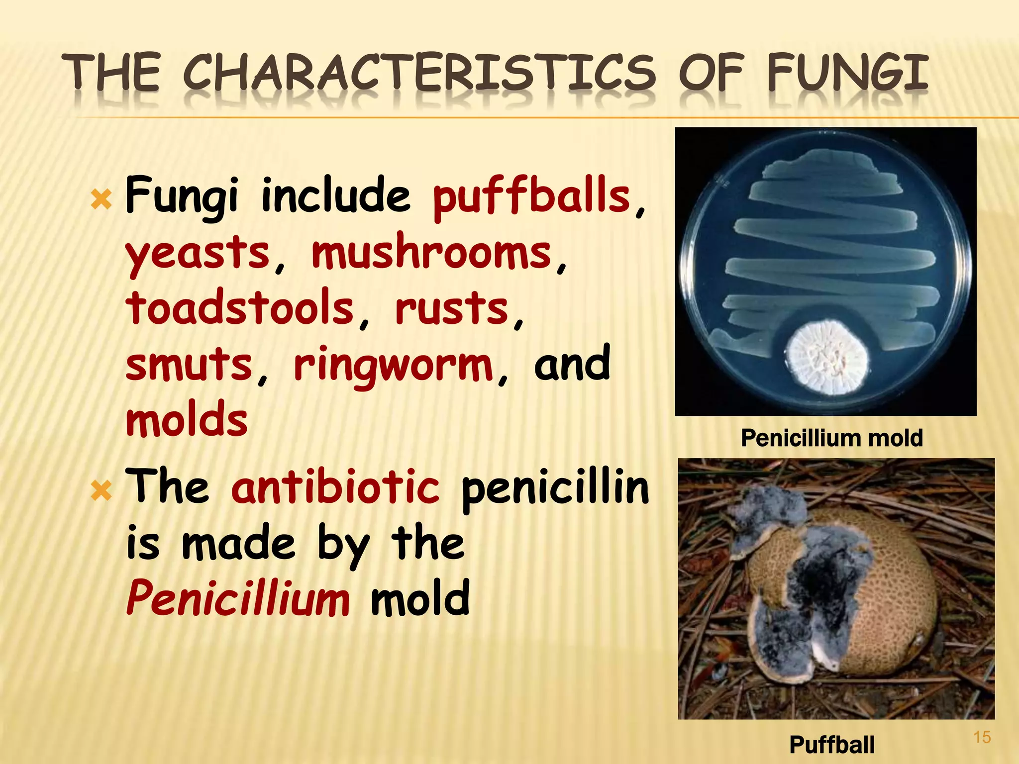 Fungi | PPTX