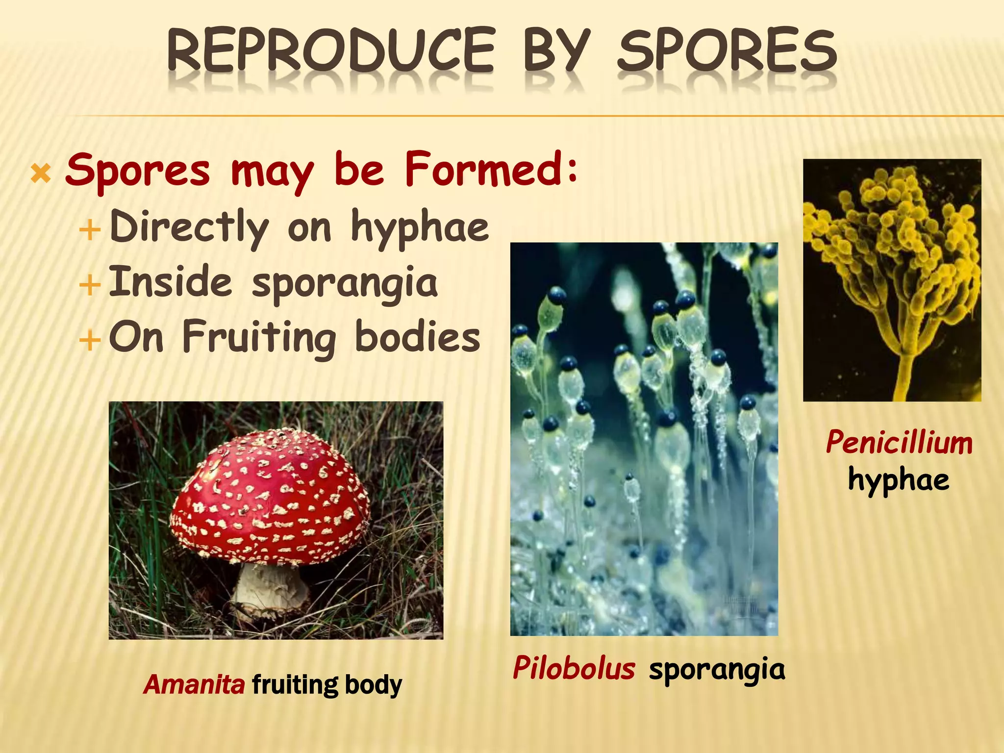 Fungi | PPTX
