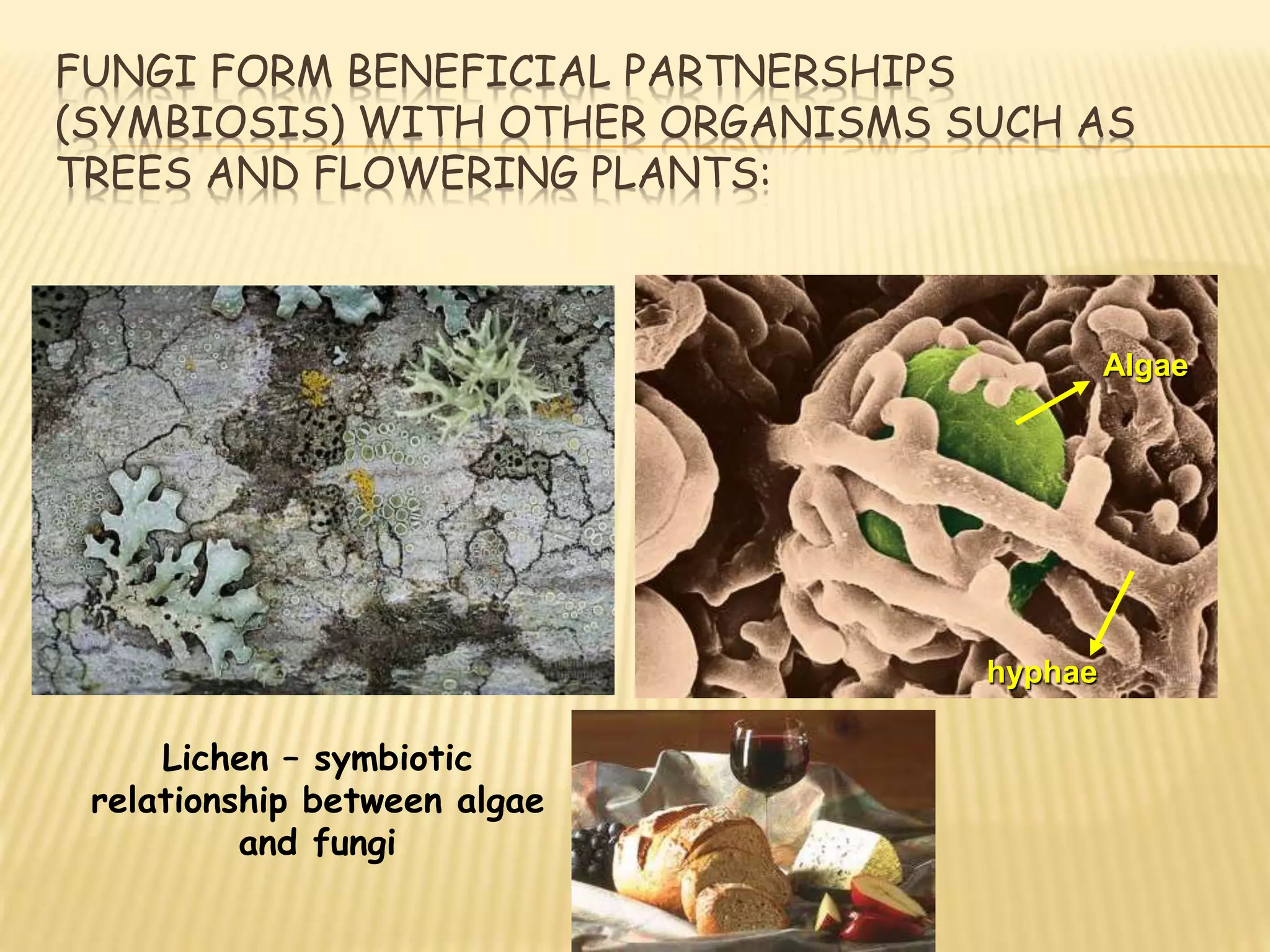 Fungi | PPTX
