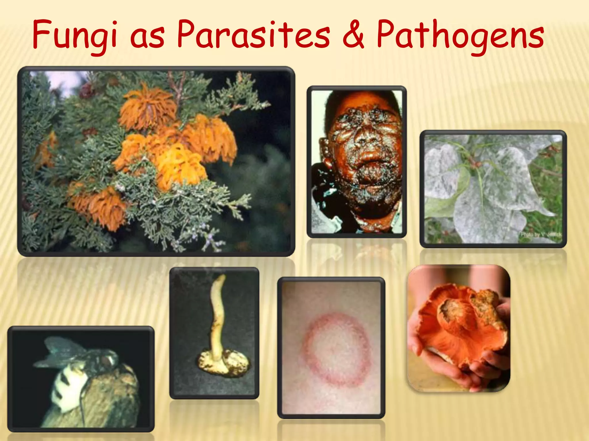 Fungi | PPTX