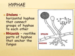 Fungal Rhizoids Humans