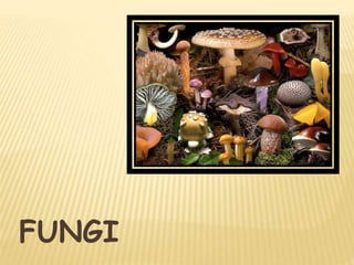 Fungi Life Cycle Animation