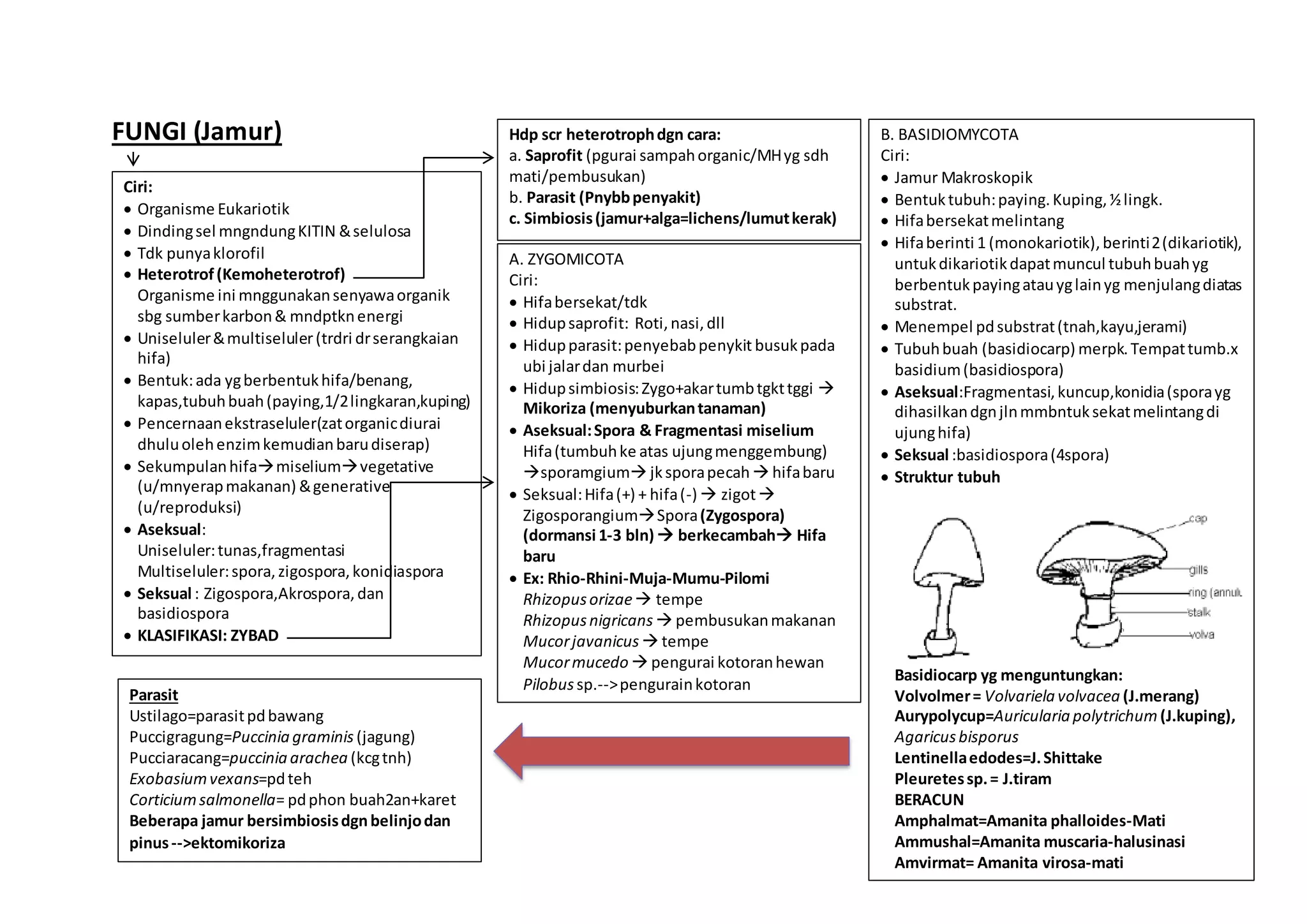 Rangkuman Kingdom Fungi | DOCX