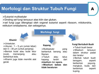 Fungi | PPTX