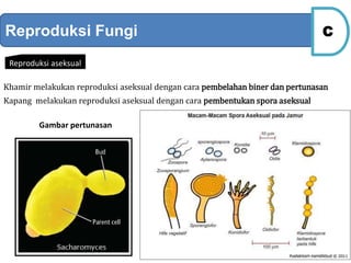 Fungi | PPTX