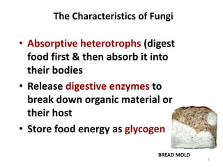 Fungi | PPTX