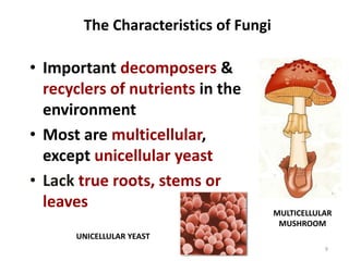 Fungi | PPTX