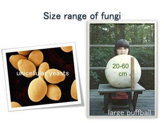 Fungi | PPTX