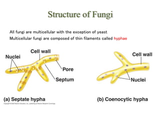 Multicellular Fungi Diagram