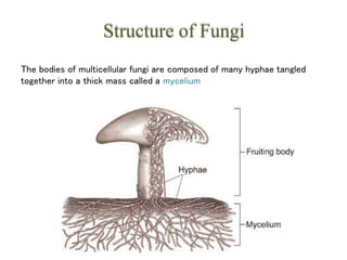 Multicellular Fungi