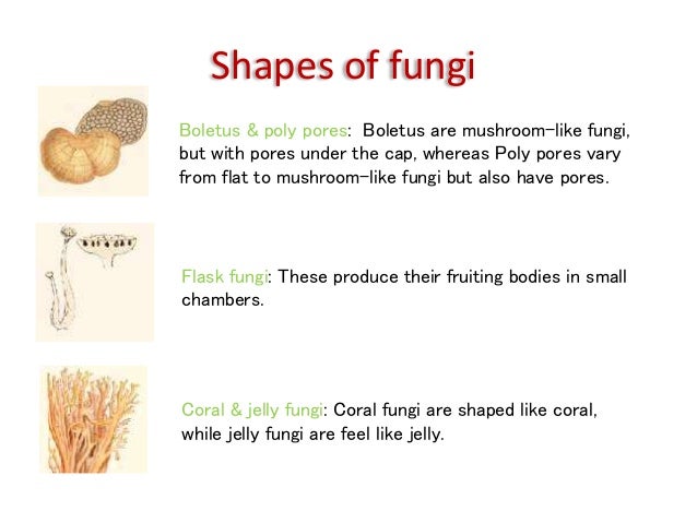 Fungi