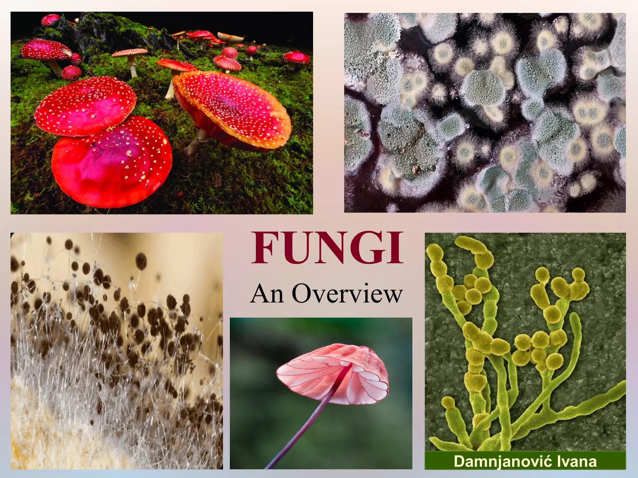 Fungi | PPT