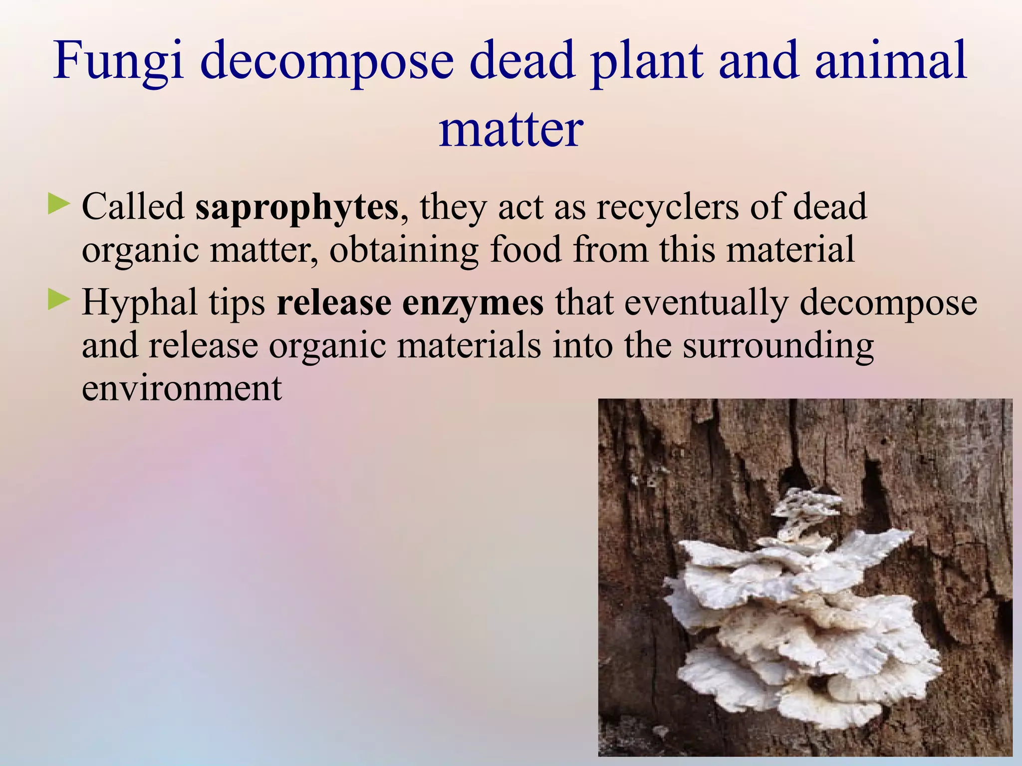 Fungi | PPT
