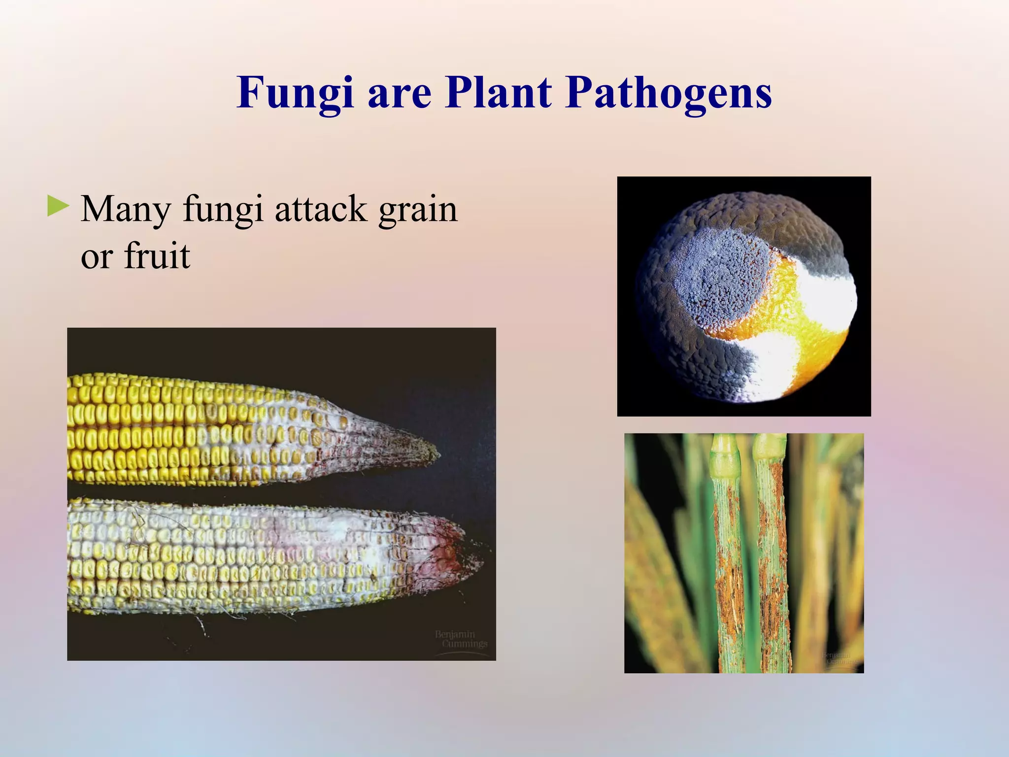 Fungi | PPT