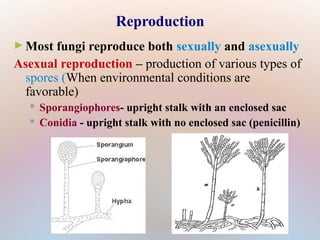 Fungi | PPT