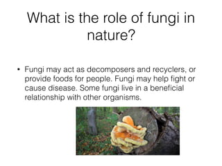 Fungi | PDF