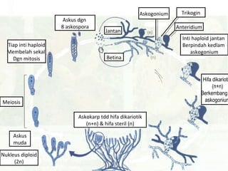 Fungi kelas 10 sma | PPT