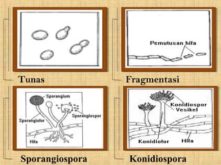 Fungi kelas 10 sma | PPT