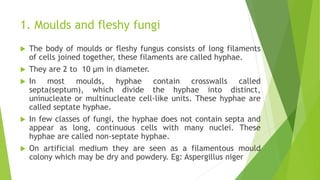 Fungi | PPTX