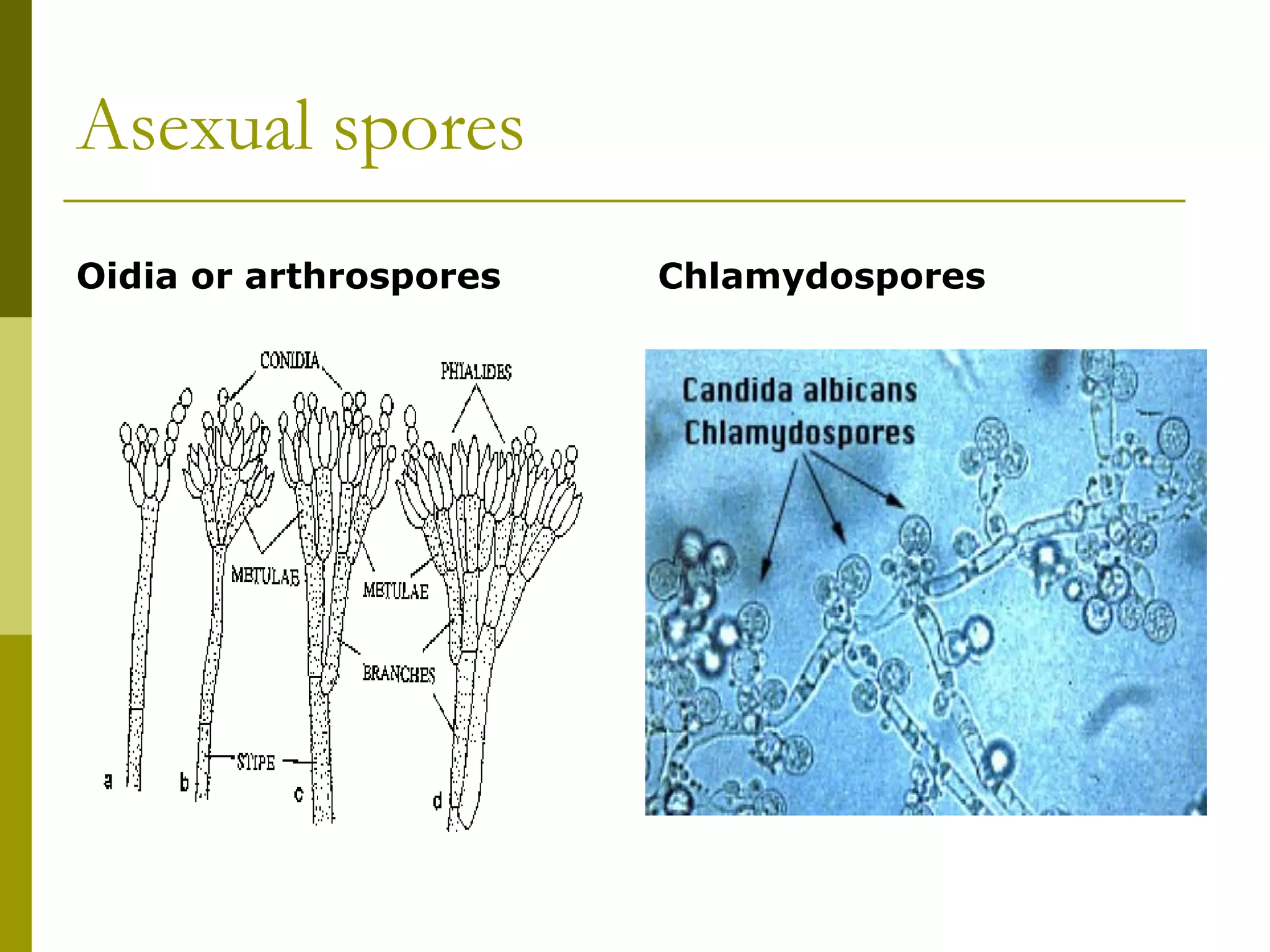 Fungi-Molds and Yeasts | PPT