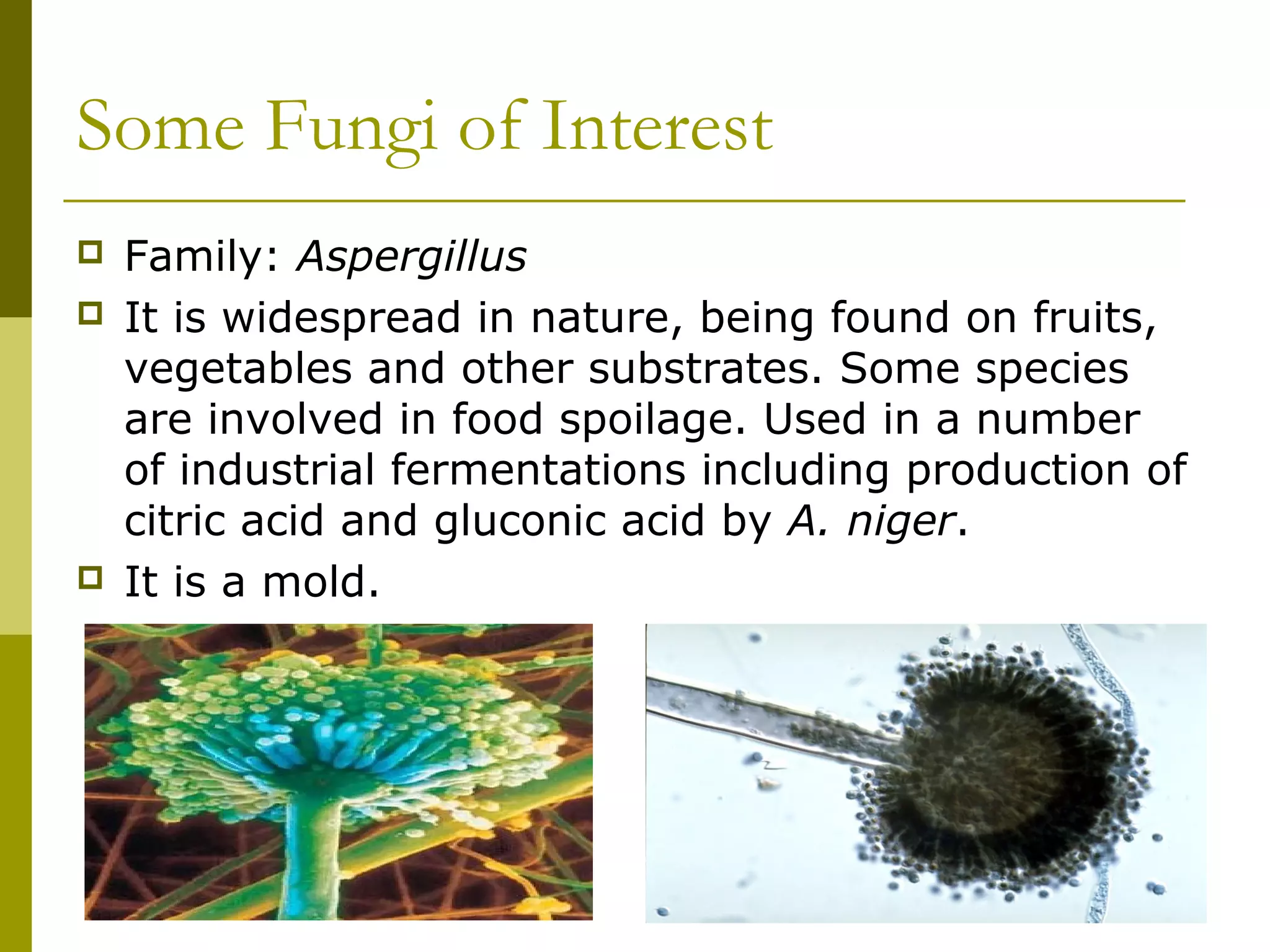 Fungi-Molds and Yeasts | PPT