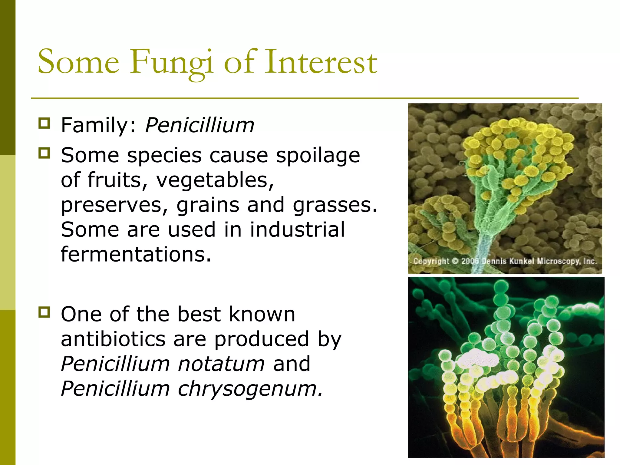Fungi-Molds and Yeasts | PPT