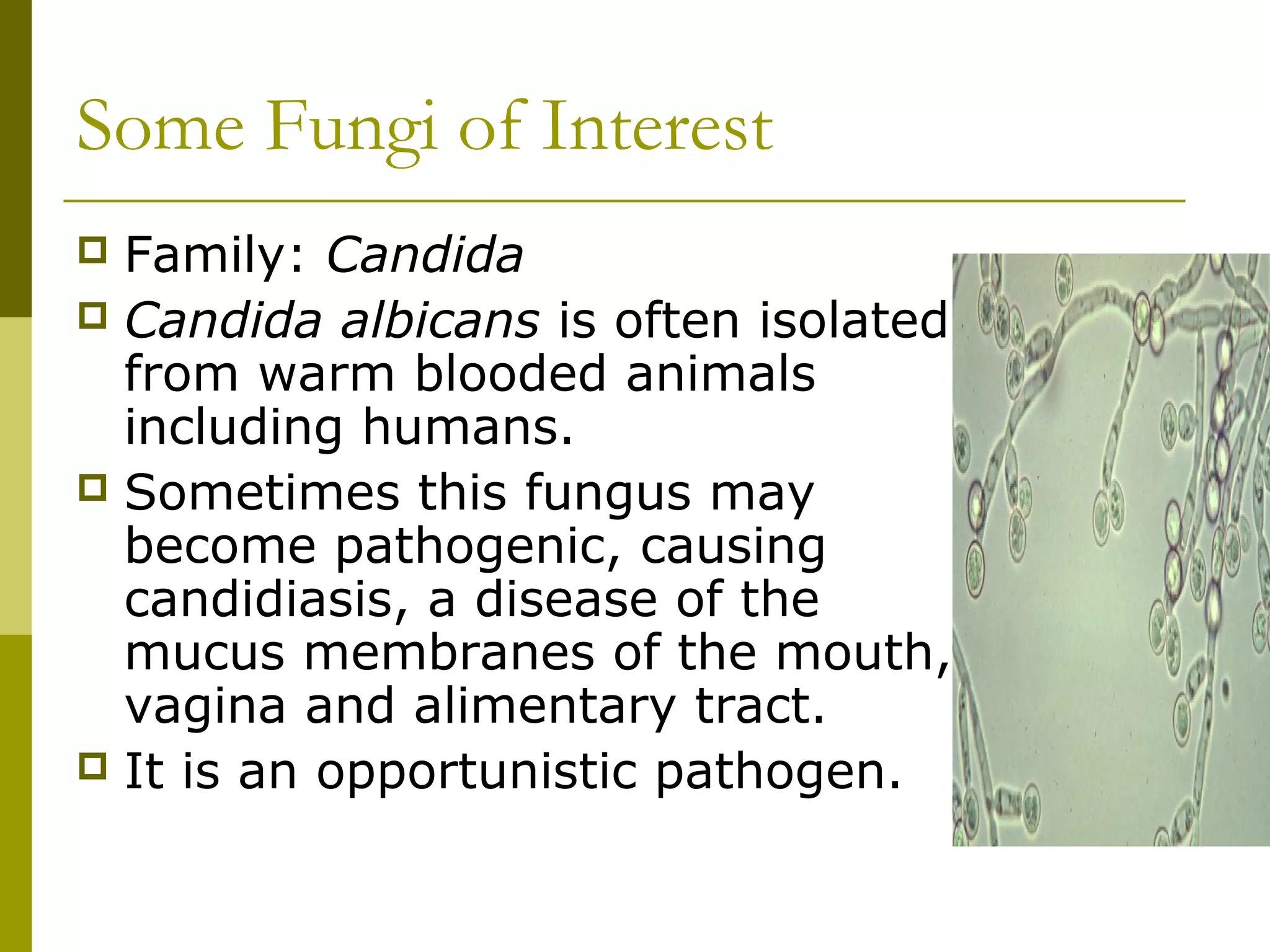 Fungi-Molds and Yeasts | PPT