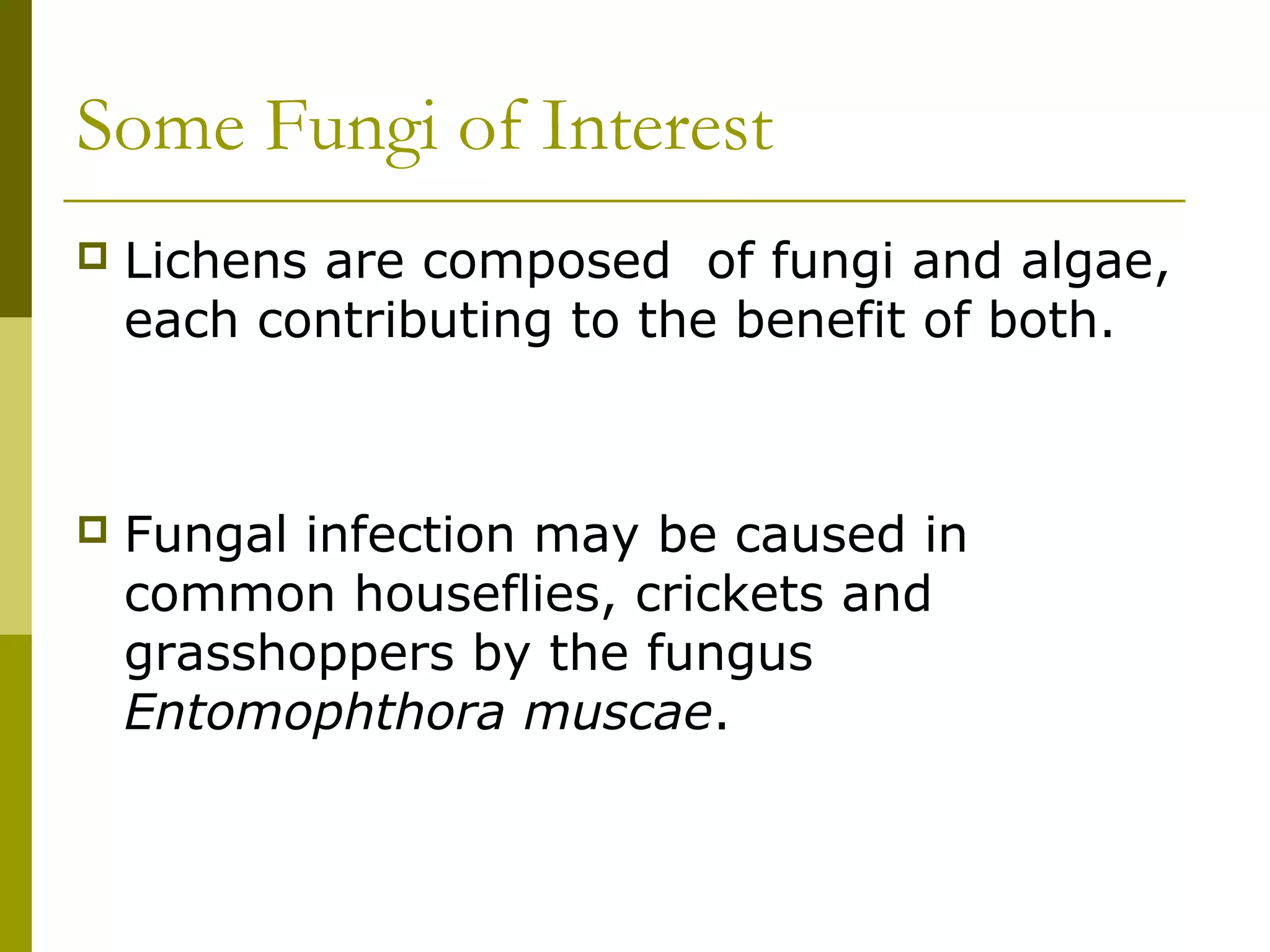Fungi-Molds and Yeasts | PPT