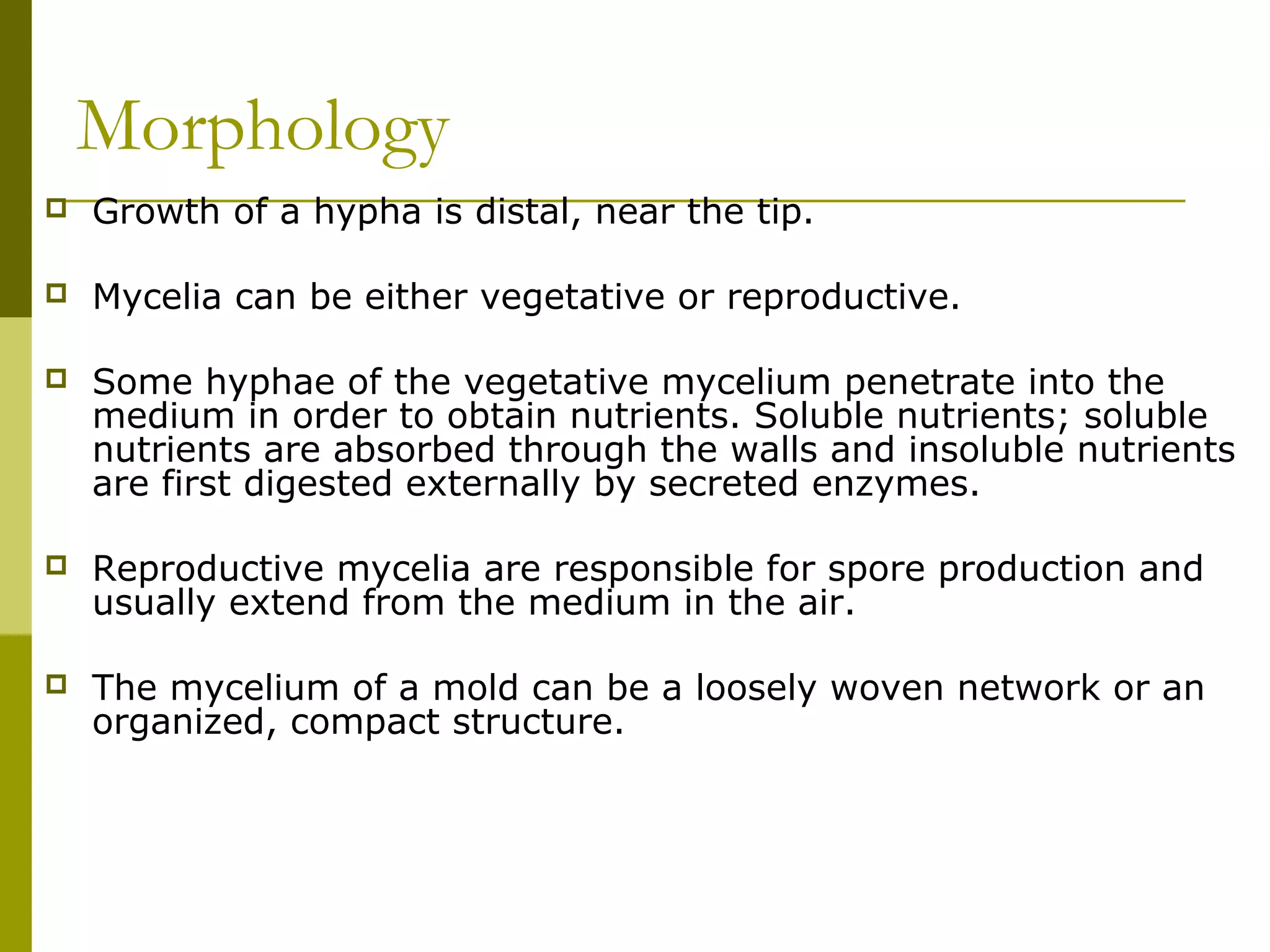 Fungi-Molds and Yeasts | PPT