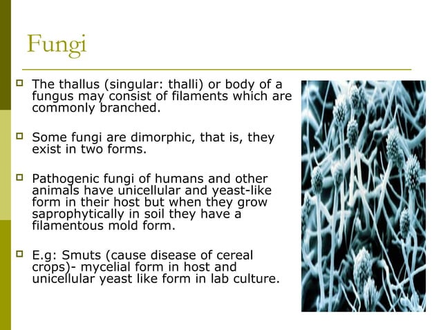 Fungi-Molds and Yeasts | PPT