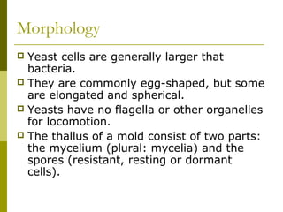 Fungi-Molds and Yeasts | PPT