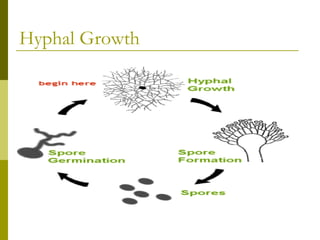 Fungi-Molds and Yeasts | PPT
