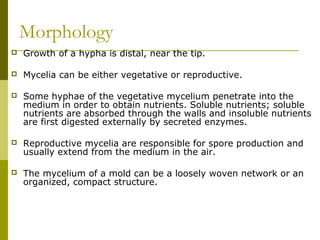 Fungi-Molds and Yeasts | PPT