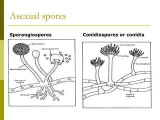 Molds Fungi Diagram