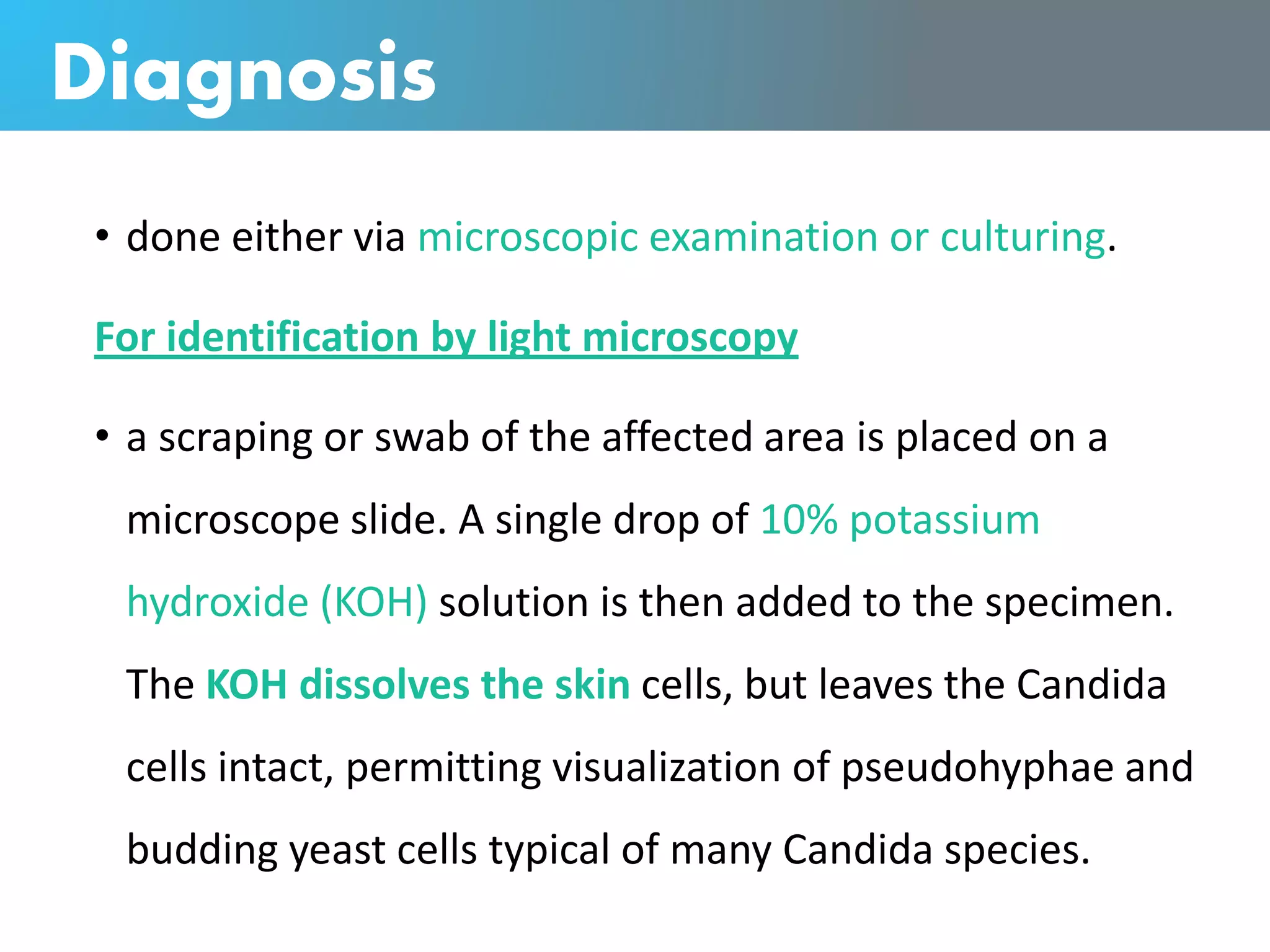 Fungi: Yeast, Filamentous and Dimorphic | PDF