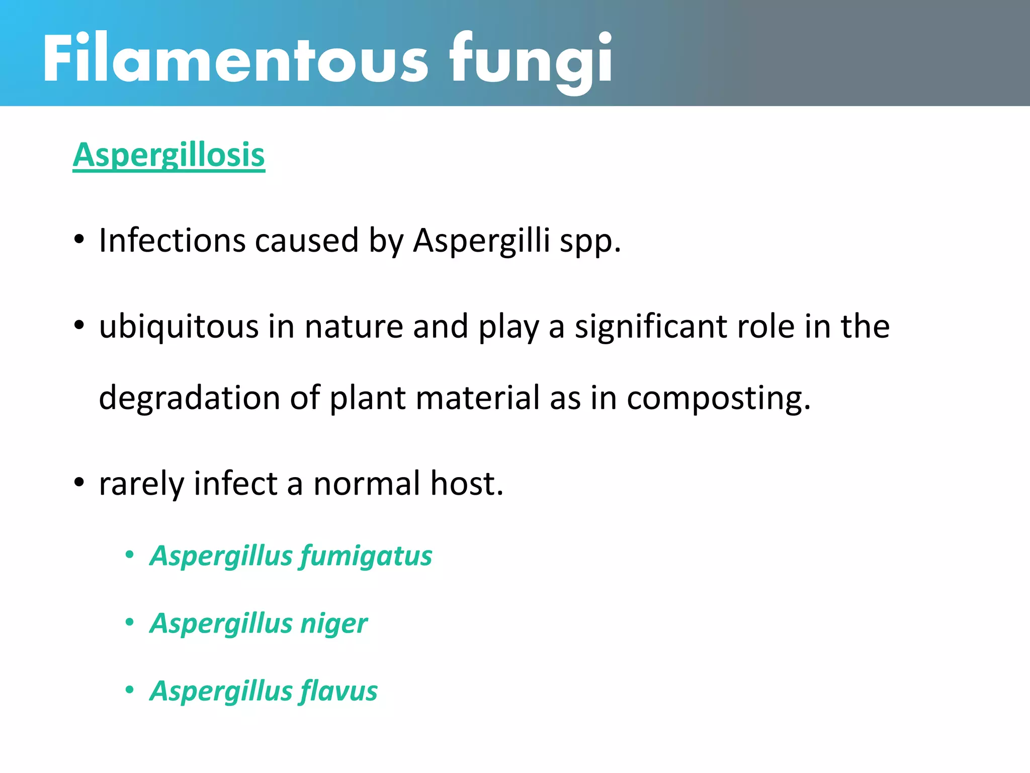 Fungi: Yeast, Filamentous and Dimorphic | PDF