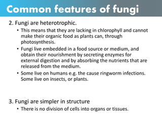 Fungi: Yeast, Filamentous and Dimorphic | PDF