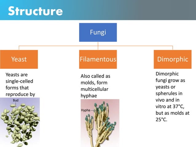 Fungi: Yeast, Filamentous and Dimorphic | PDF