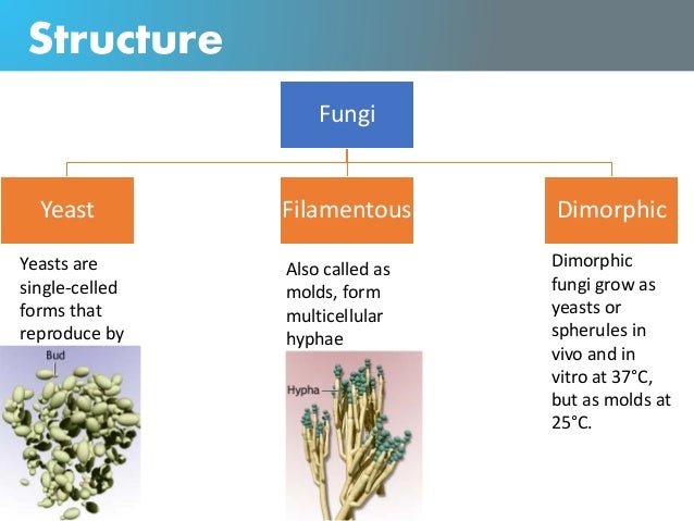 Fungi: Yeast, Filamentous and Dimorphic