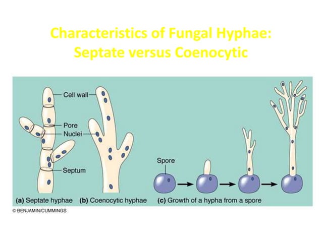 Fungus and its role in ecosystems. Explained for Pharm d students | PPT
